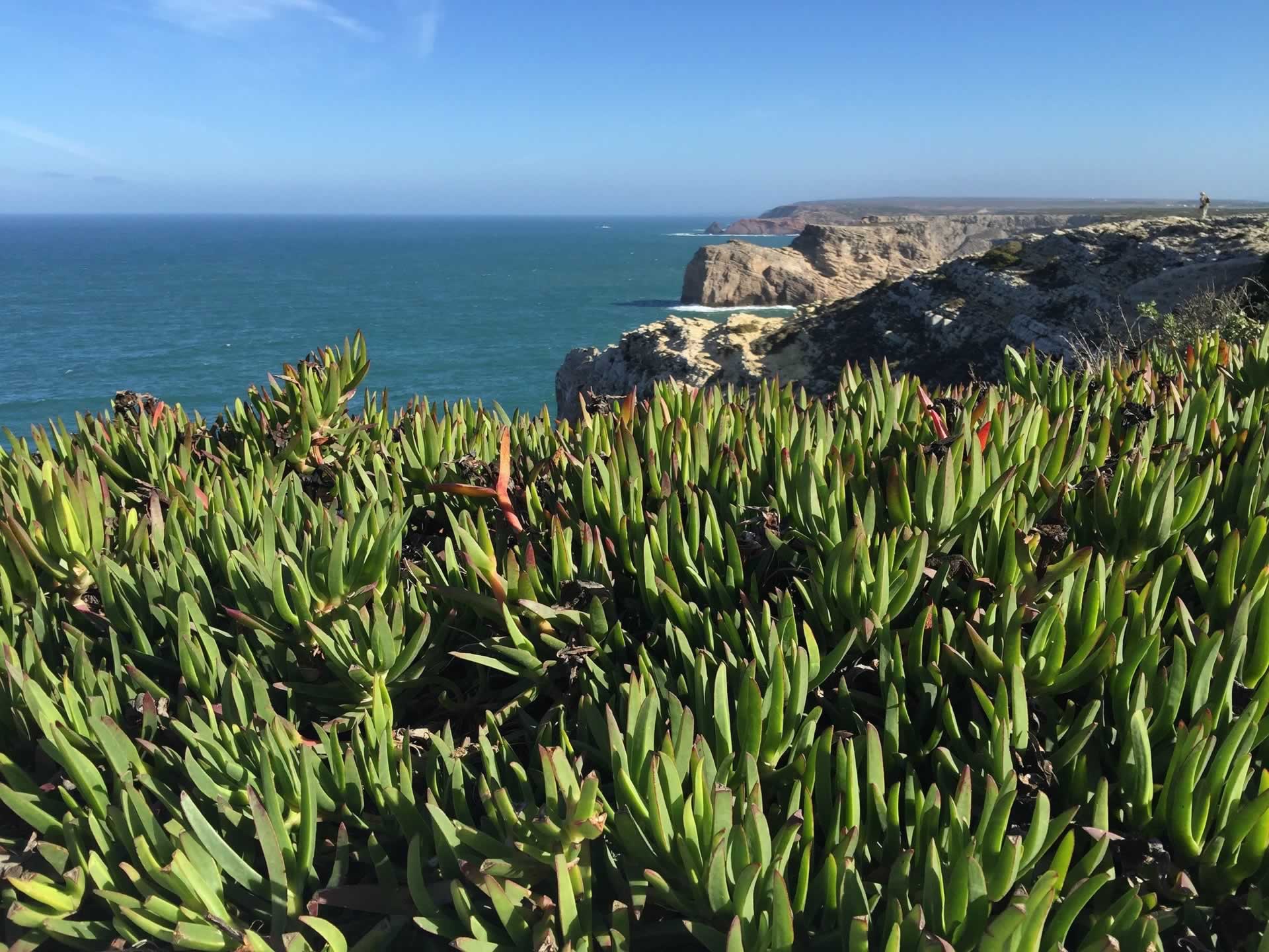 Portugal Vegetation
